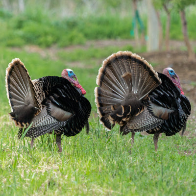 The Wild Turkeys of Southern Ontario – Backroad Maps