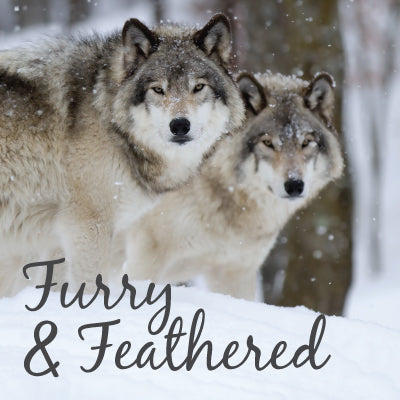 Winter Wildlife Viewing Across Canada – Backroad Maps